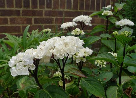 Hydrangea Macrophylla Zebra Zebra Hydrangea Care Travaldos Blog
