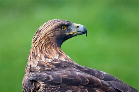 Premium Photo Golden Eagle Aquila Chrysaetos