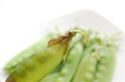 【旬野菜クイズ】〇〇を5か月育てると「サヤエンドウ」になります…〇〇とは何でしょう？キッチン菜園のアレ！ 『あたらしい日日』 こんな時代の