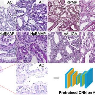 Overview Of Stain Variations In All Cohorts Download Scientific Diagram