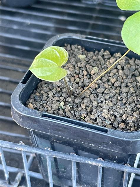 Dioscorea Elephantipes Seedling With Multiple Single Leaves Rcaudex