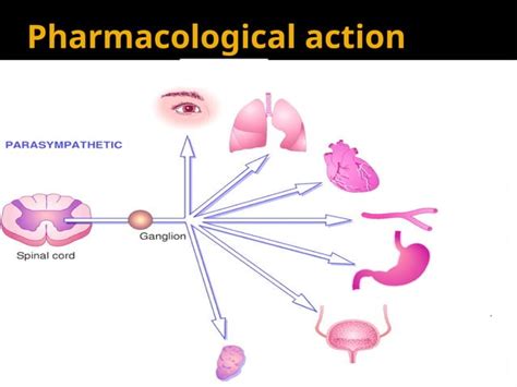 Power Point Presentation On Cholinergic Drugs 2 2023 Pptx