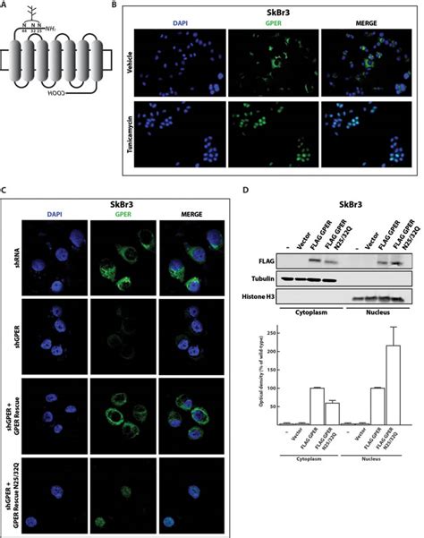 A Genetic Polymorphism Repurposes The G Protein Coupled And Membrane