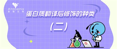 蛋白质翻译后修饰的种类与生物学意义（二） 知乎