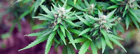 Berry White Cannabis Strain Review Industrial Hemp Farms