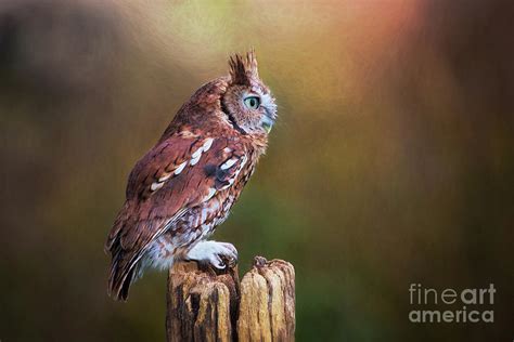Eastern Screech Owl Red Morph Profile Photograph By Sharon Mcconnell