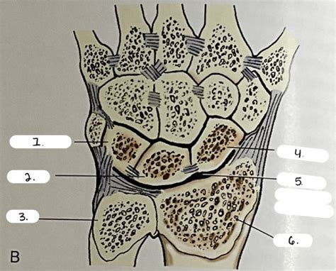 Radiocarpal Articulation Formed By Scaphoid Lunate And Triquetrum