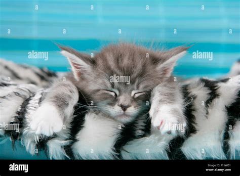 American Longhair Maine Coon Kitten Sleeping Striped Blanket Stock