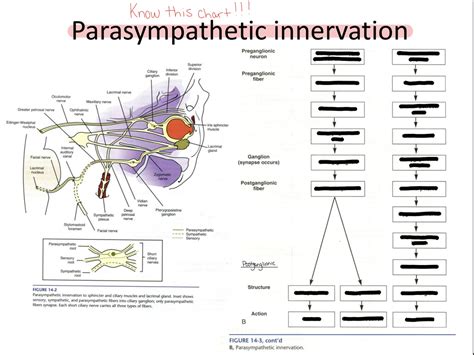 Parasympathetic Innervation Diagram Quizlet