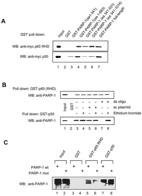 Mapping Of The Interaction Domains On Parp 1 And The Double Mutated