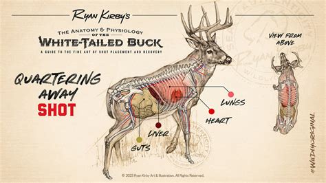 An Artists Guide To Anatomy Ryan Kirby Wildlife And Hunting Art