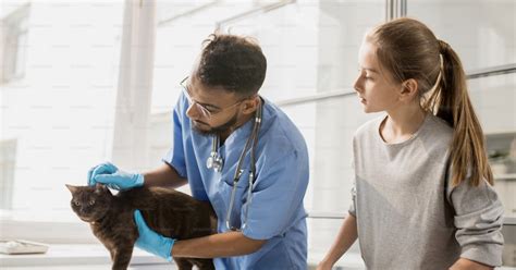 제복을 입고 장갑을 낀 젊은 전문 수의사가 건강 검진 중 고양이의 귀를 확인하고 있다 사진 Unsplash의 사람 이미지