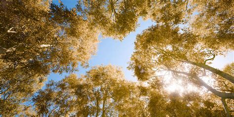 Create Infinite Variations With The New Trees Generator Blendernation