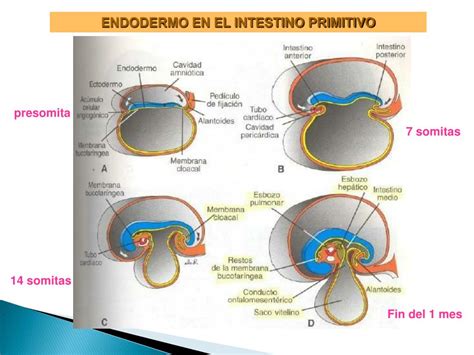 Ppt Embriologia Del Aparato Digestivo Powerpoint Presentation Free