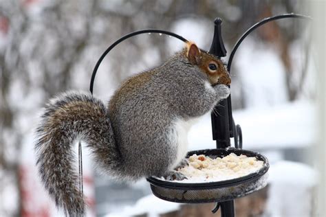 The Art Of Attracting Wildlife Introducing The Squirrel Bird Feeder