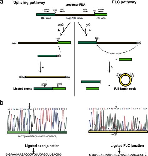 In Vitro Self Splicing Of Dsql2066 Rna A The Two Main Processing
