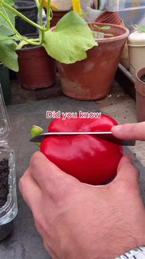 How To Grow Peppers Indoor Vegetable Gardening Planting Vegetables