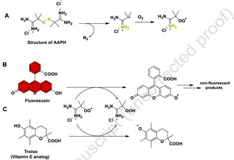 Radical Chemistry Of Orac Assay The Water Soluble Aaph Form Radicals Download Scientific