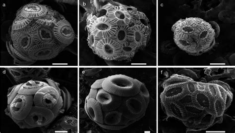 Emiliania Huxleyi Summary Data For Transects 3 And 5 A Cell