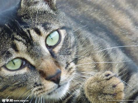猫摄影图家禽家畜生物世界摄影图库昵图网