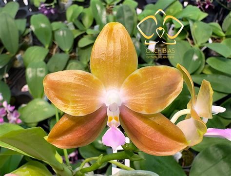 Phal Javanica X Phal Yaphon Gelacea X Phal Yaphon Yellow Story Or2 Orchibias