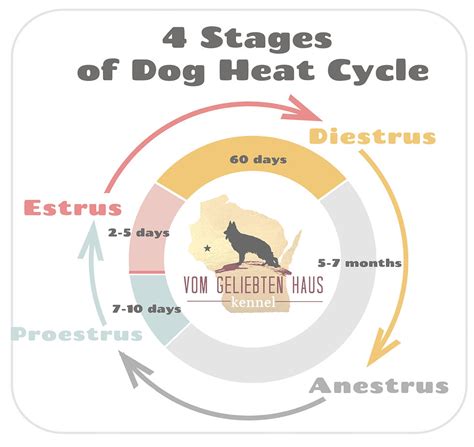 Female Dog Estrous Cycle Canine Anestrus Cycle Xichuc