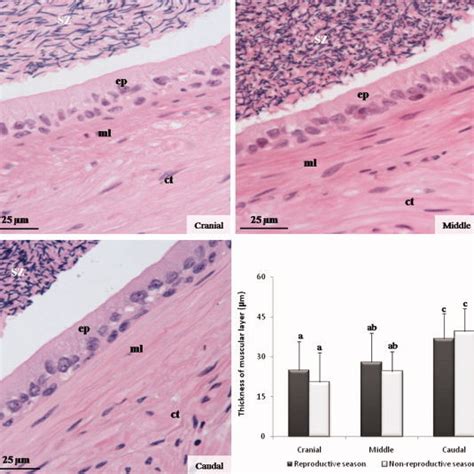 Cross Section Of Deferent Duct Of P Geoffroanus He A General