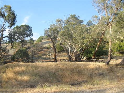 TIM DOLBY S TRIP REPORTS BIRDING TOURS Terrick Terrick National Park Victoria