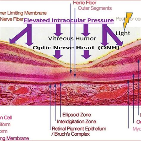 Detailed View Of The Retinal Architecture Showing Cross Sectional Download Scientific Diagram