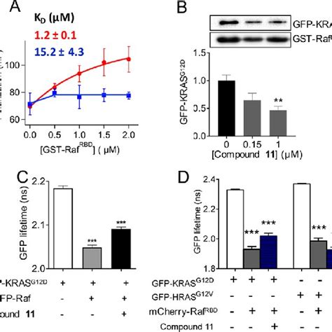 Predicted Binding Mode And Measured Affinity Of Compound 11 To Kras