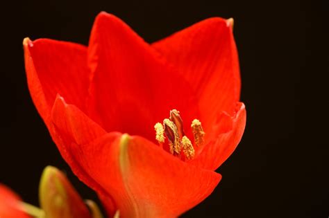 孤挺花 开花 盛开 Pixabay上的免费照片 Pixabay