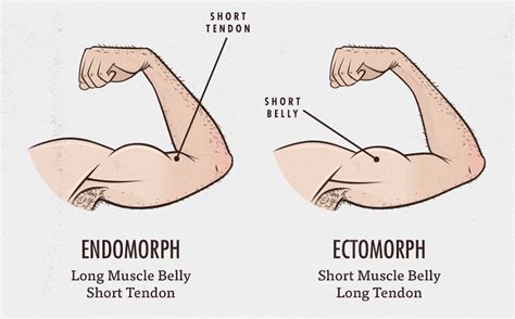 Mesomorph Transformation