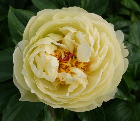 Bijūnas ‚lemon Chiffon‘ Dariaus Gėlės