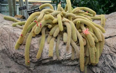 Cola De Mono Cleistocactus Winteri ¡planterista