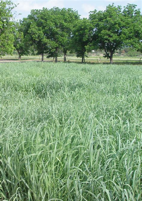 Switchgrass Seed