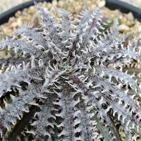 ディッキア：dyckia Marnier Lapostollei ‘pink Spine X Goehringii Dyckia Maniax