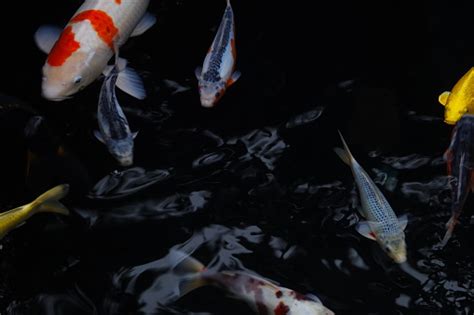 맑고 신선한 물 드는 아름 다운 색상 Koi 물고기 0명에 대한 스톡 사진 및 기타 이미지 0명 강렬하고 밝은 색상 거인