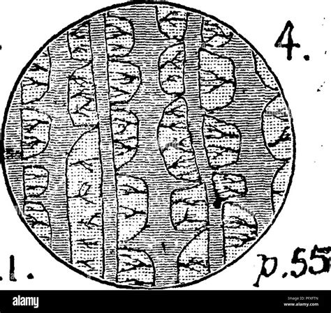 Vertical Transverse Section Hi Res Stock Photography And Images Alamy