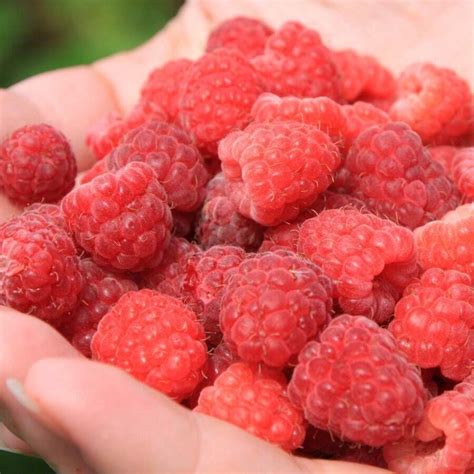 Heritage Raspberry Seeds For Planting Raspberry Seeds Bare