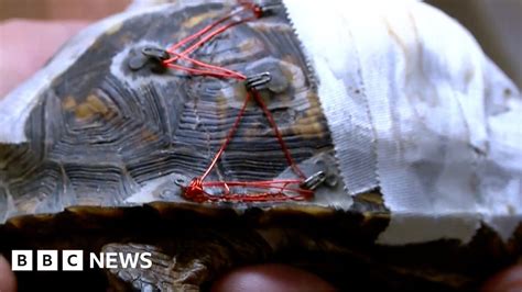 Using Bra Clips To Stitch Broken Turtle Shells