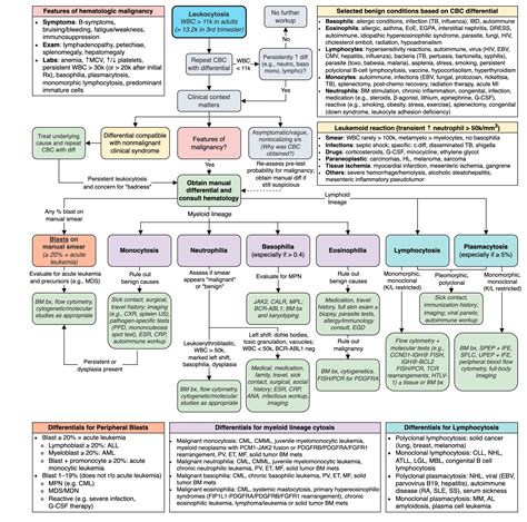Approach To Leukocytosis Differential Diagnosis Algorithm Features Of