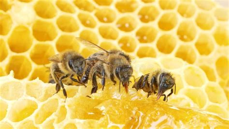 Bees Sit In Golden Honeycombs A Long Proboscis Processing Nectar Macro Photography Stock Video