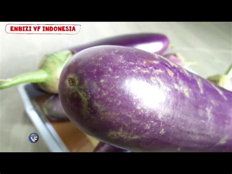 Temukan Manfaat Terong Ungu Untuk Pria Yang Jarang Diketahui