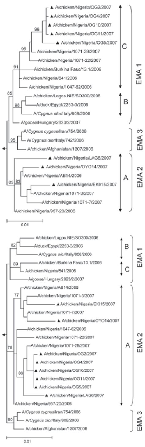 Phylogeny Of Hemagglutinin A And Neuraminidase B Genes From 8 Hpai