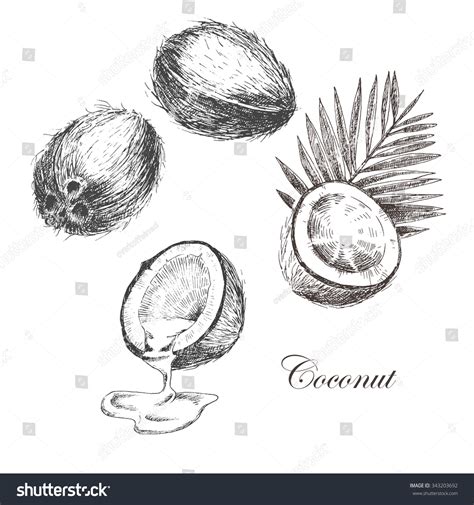Vector Coconut Hand Drawn Sketch With Palm Leaf Vintage Style Detailed