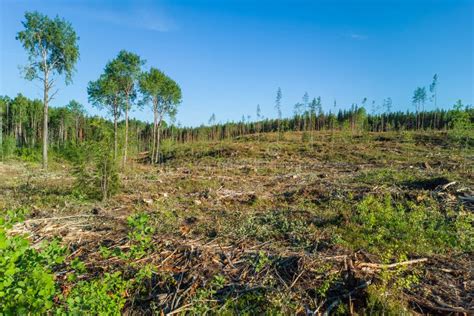 Summer Landscape With Deforestation Environmental Problems In