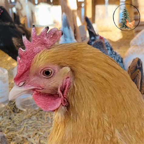 Preventing And Treating Frostbite In Chickens