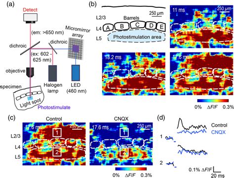 Photostimulation Of Layer 5 Neurons Elicits Postsynaptic Responses In Download Scientific