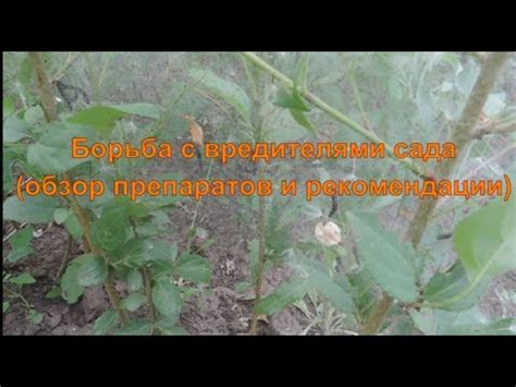 Борьба с вредителями сада. Препараты для борьбы с вредителями сада ...