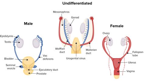 Primary Amenorrhea Concise Medical Knowledge